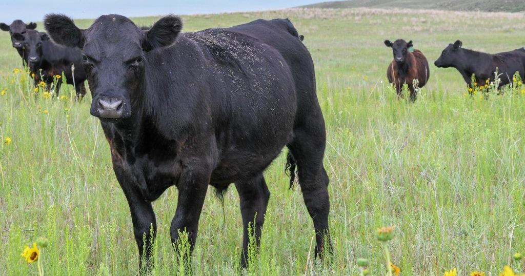 Flies on Pastured Cattle | Lifestyles | somerset-kentucky.com