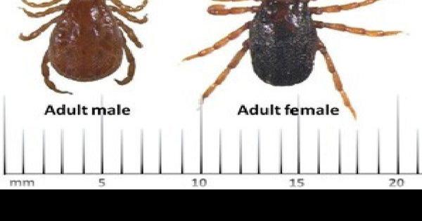 Winter Ticks active through March in Kentucky | Lifestyles | somerset ...