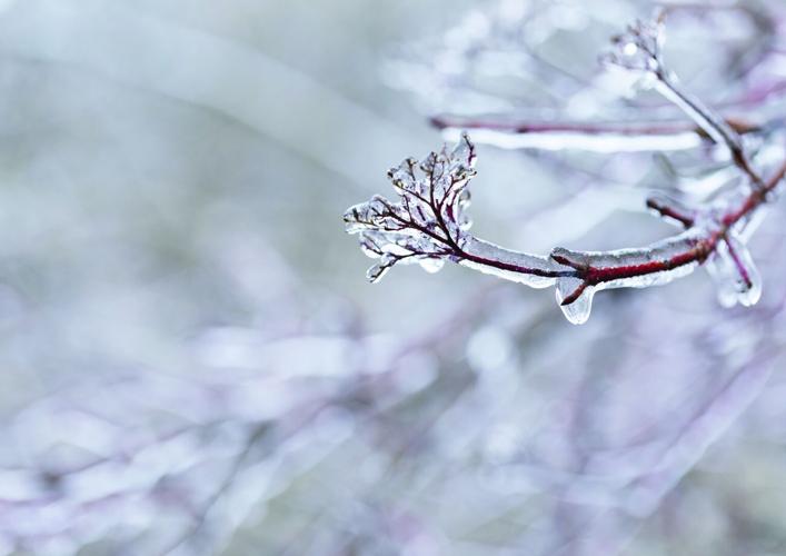 Bring Spring Indoors: Forcing Flowering Branches in Winter | Community ...