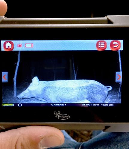 HOG HAVEN? — Trail camera captures feral pigs in West Pulaski | News ...