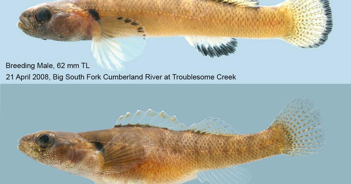 Infamous duskytail darter doing fine in Tennessee | News | somerset ...