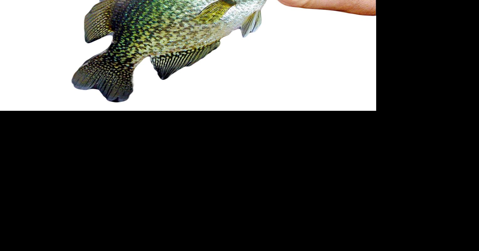 Crappie USA fishing tourney returns to Lake Cumberland | News ...