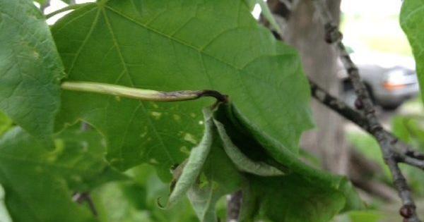 Maples Dropping Leaves? Blame Maple Petiole Borer | Lifestyles ...