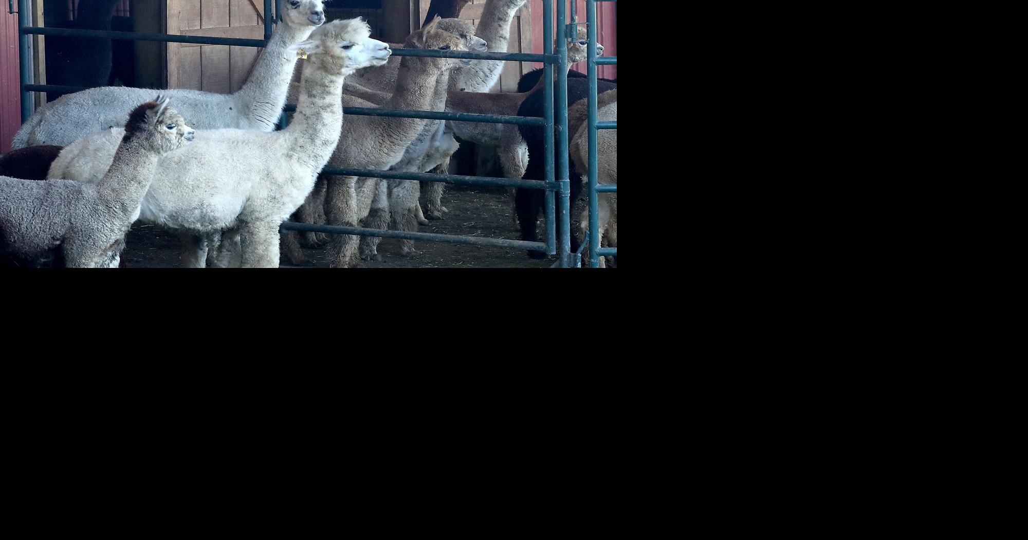 National Alpaca Weekend celebration returns to Clark County for 2nd ...