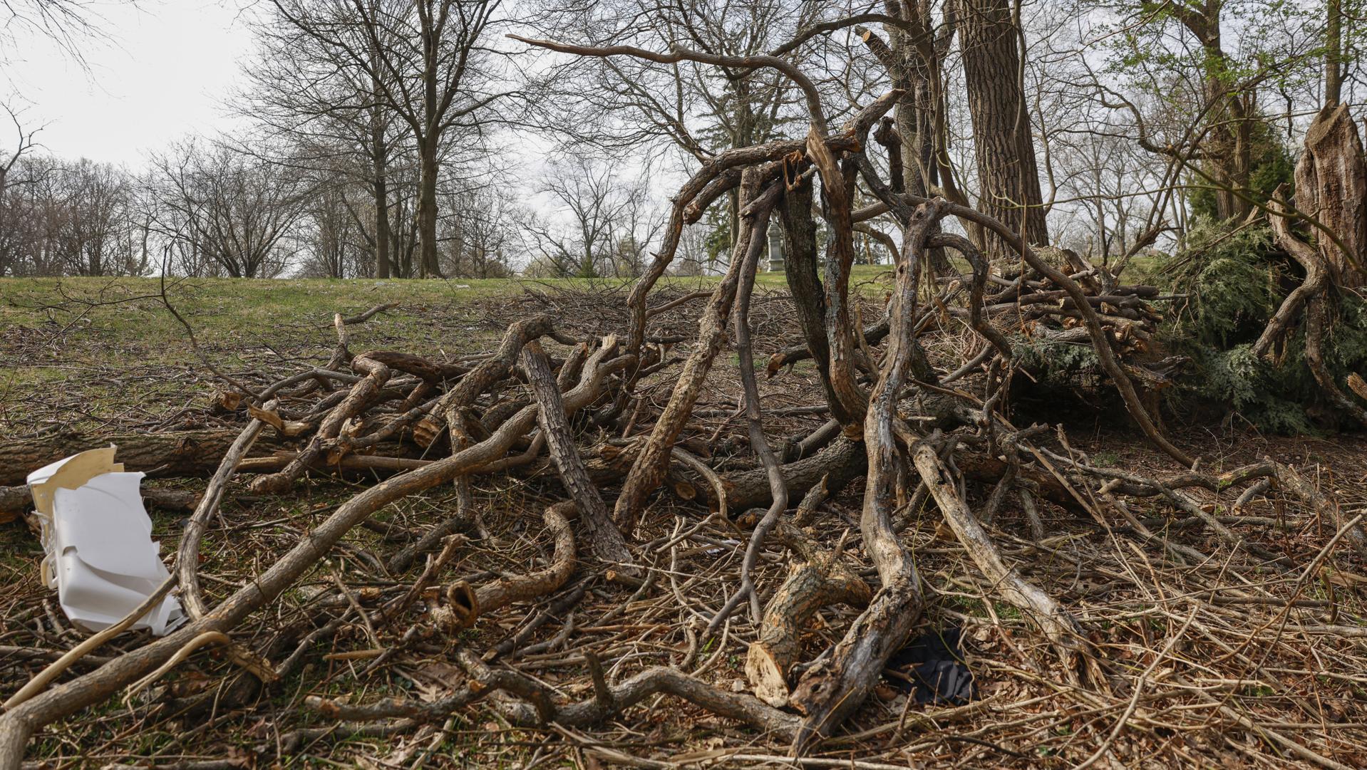 Trees and branches damaged following heavy winds | | springfieldnewssun.com