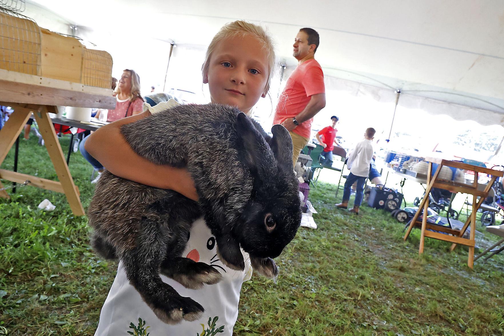 Rabbits jump out in competition Sunday at Clark County Fair | News ...