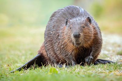 Average Guy Outdoors: Beavers making the world a wetter place | Sports ...