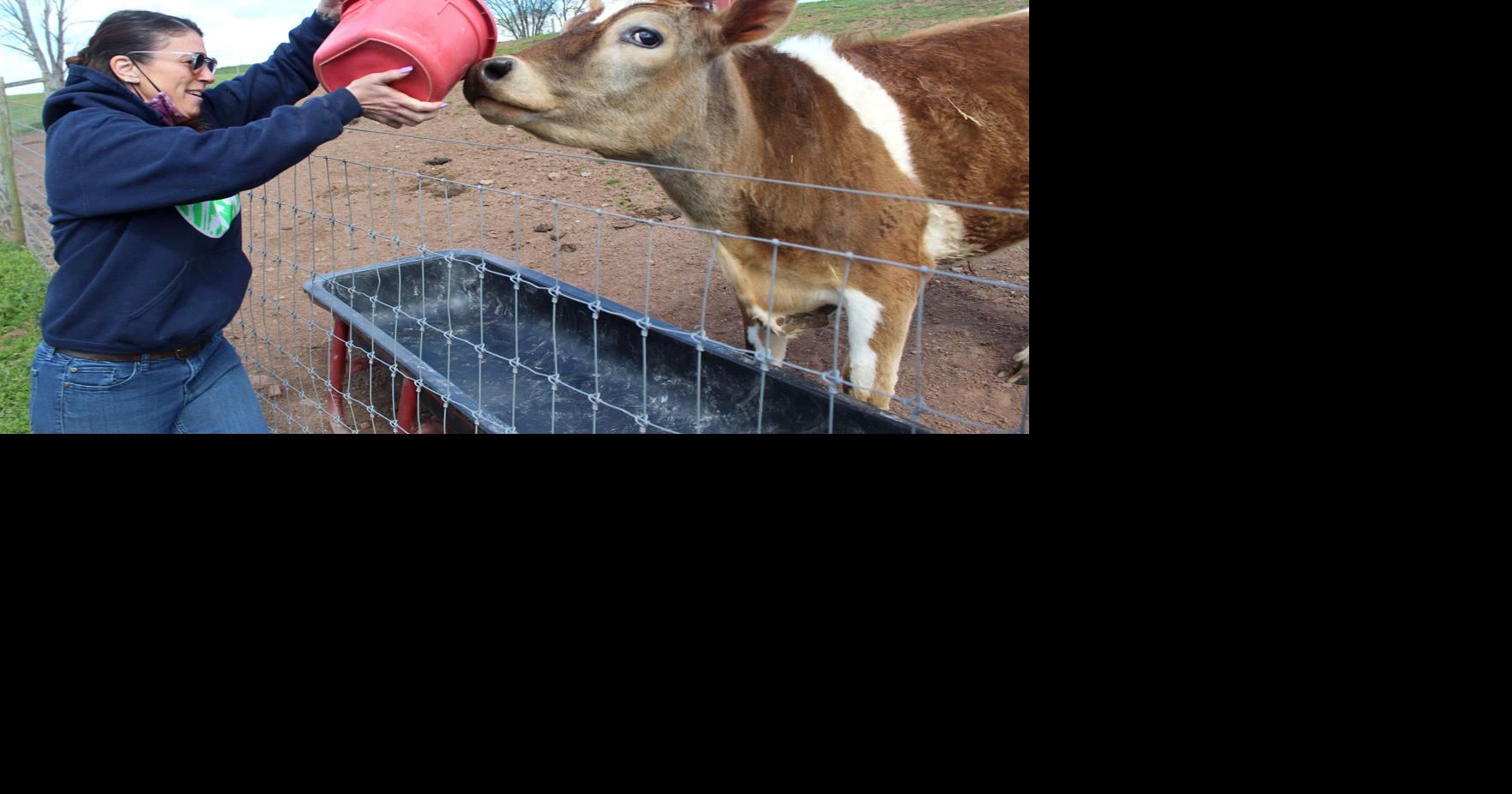 A 'Moo'ving experience: Ashburn's Animals | Local News | standard ...