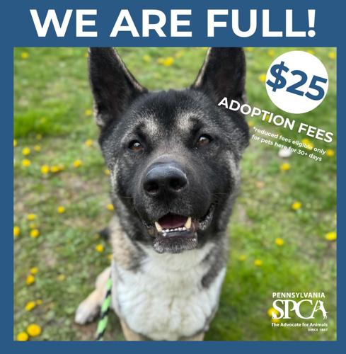 PSPCA hopes for 'pawsitive' change with reduced adoption fee | Local ...