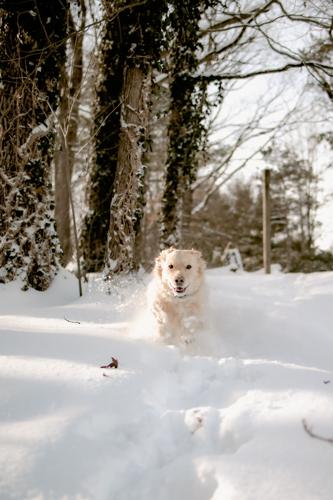 Four-legged fun in the snow | Local News | standard-journal.com