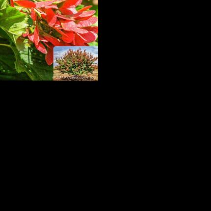 Jefferson Village planting 17 Hot Wings Tatarian maple trees | Local ...