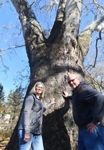 Tree named most valuable in Geneva | News | starbeacon.com