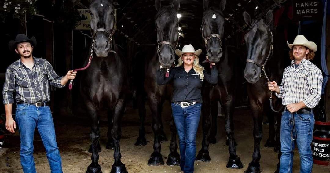 Rettinger's draft horses to perform at Ashtabula County Fair | Local ...