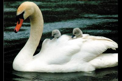 baby swans swan lake