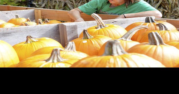 Pumpkin season moves into full gear | Local News | starbeacon.com