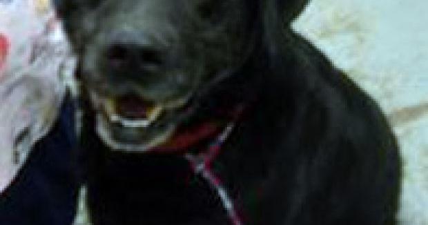 APL dog needs $450 surgery to remove tumor from chest | Local News ...