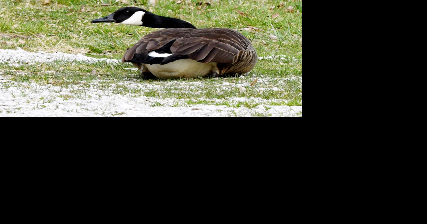 Goose nests in tree...and more | Multimedia | starbeacon.com