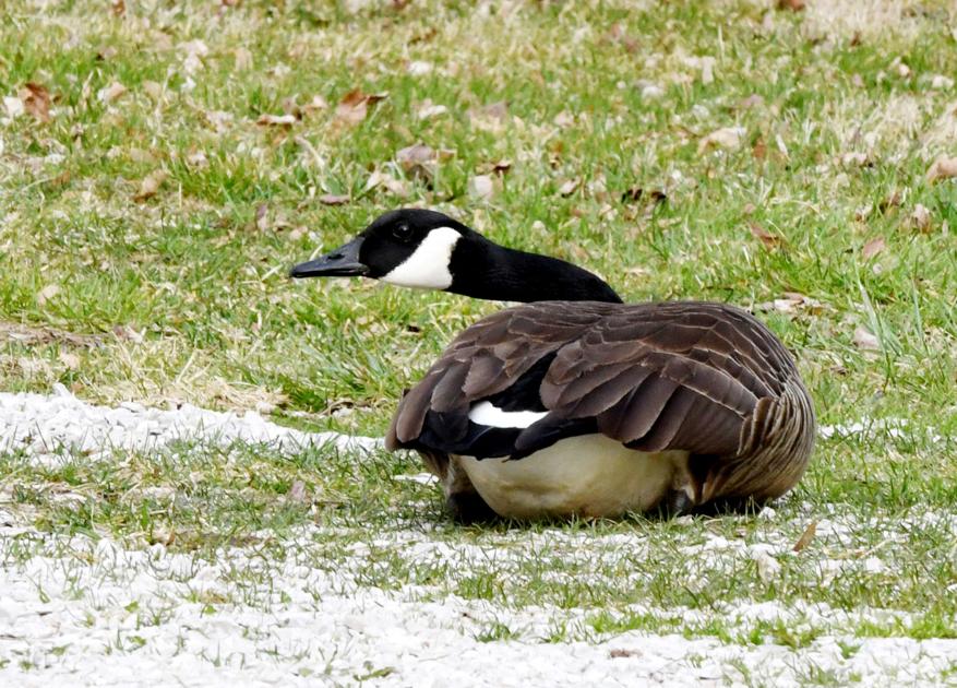 Goose nests in tree...and more | Multimedia | starbeacon.com