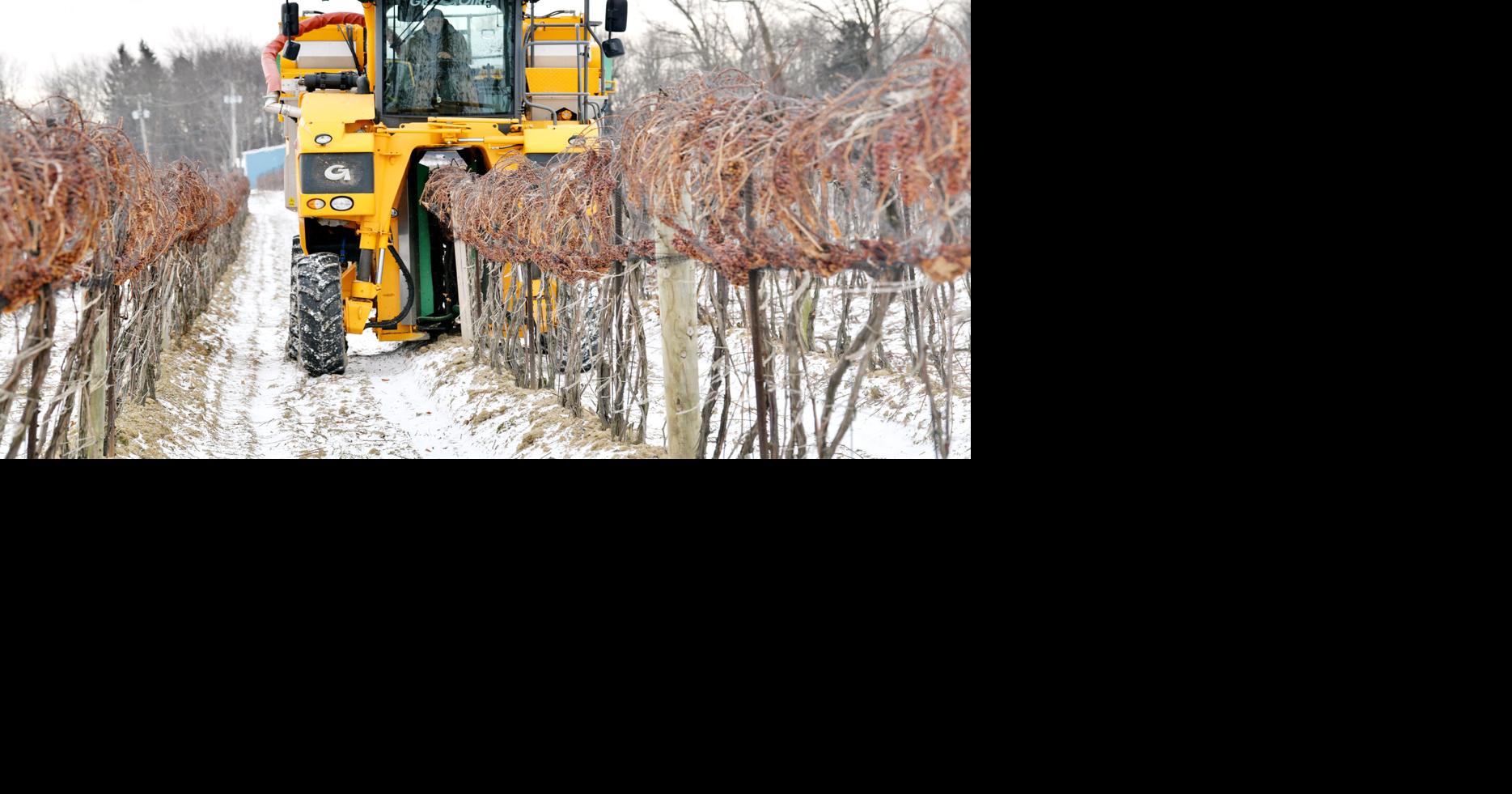 Cold temperatures trigger Ice Wine harvest at Ferrante Winery | News ...