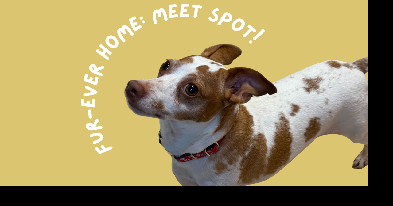 Fur-ever Home: Meet Spot! | Star City Fur-ever Home | starcitytv.com