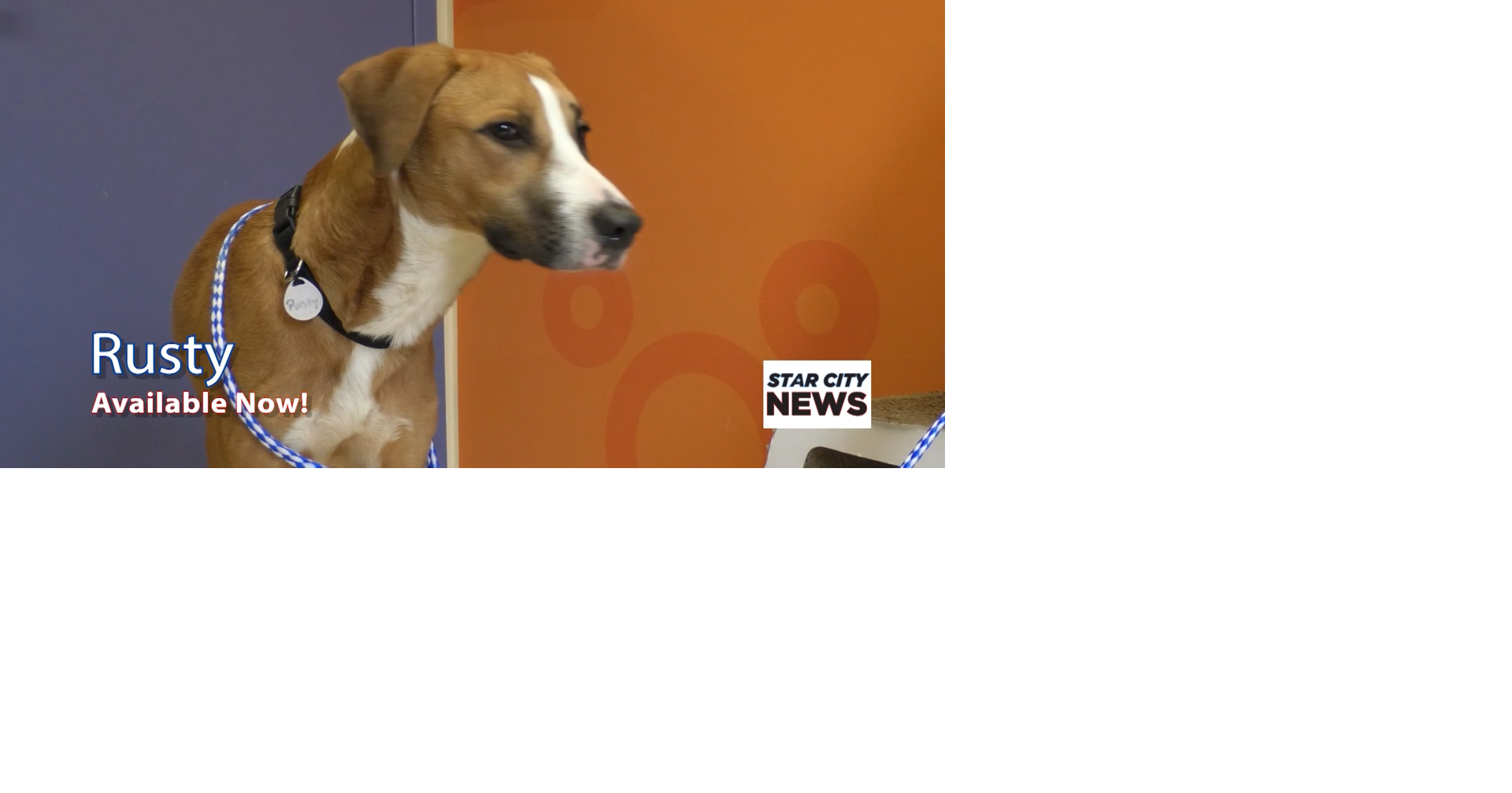 Furever Home: Meet Rusty! | Pets | starcitytv.com