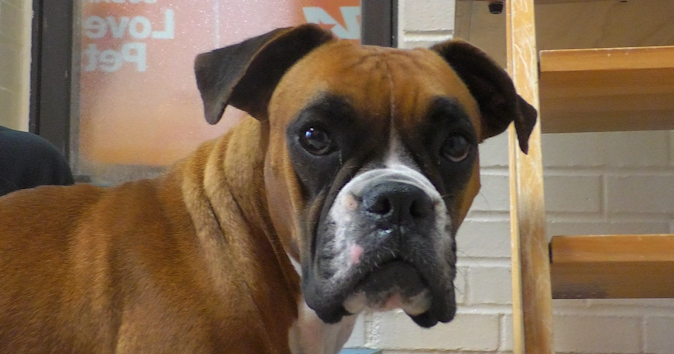 Former breeding dog Gracie ready to 'be the baby instead of having ...