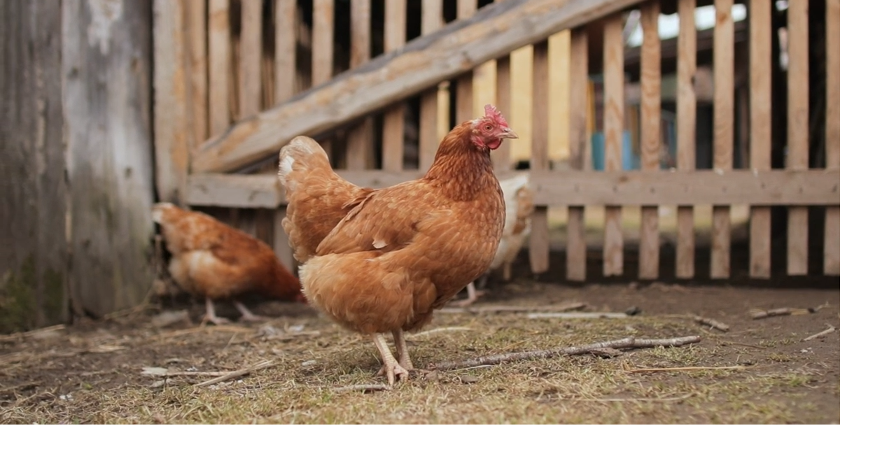 Bird flu discovered in two more Indiana farms, quarantine list grows to ...