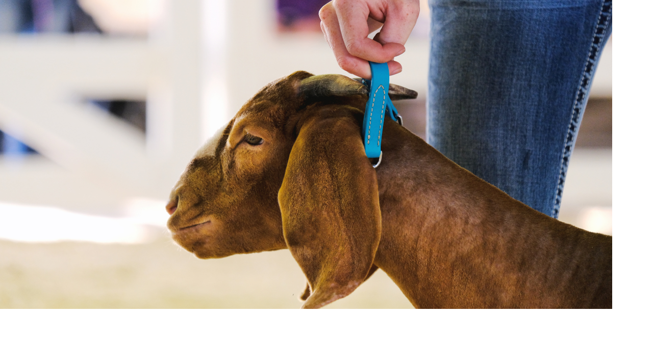 Tippecanoe County 4-H Fair kicks off with food, rides, and family fun ...