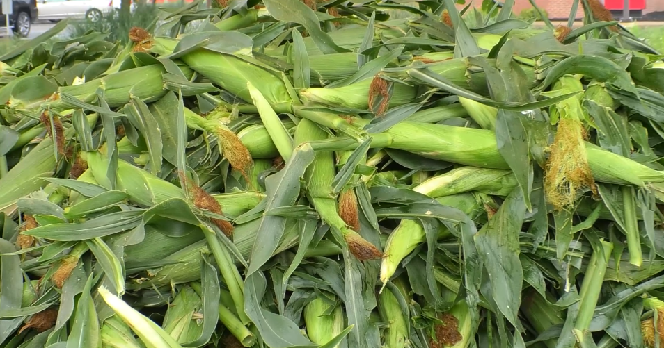 Sweet corn season is here and now is the time to buy locally grown corn ...