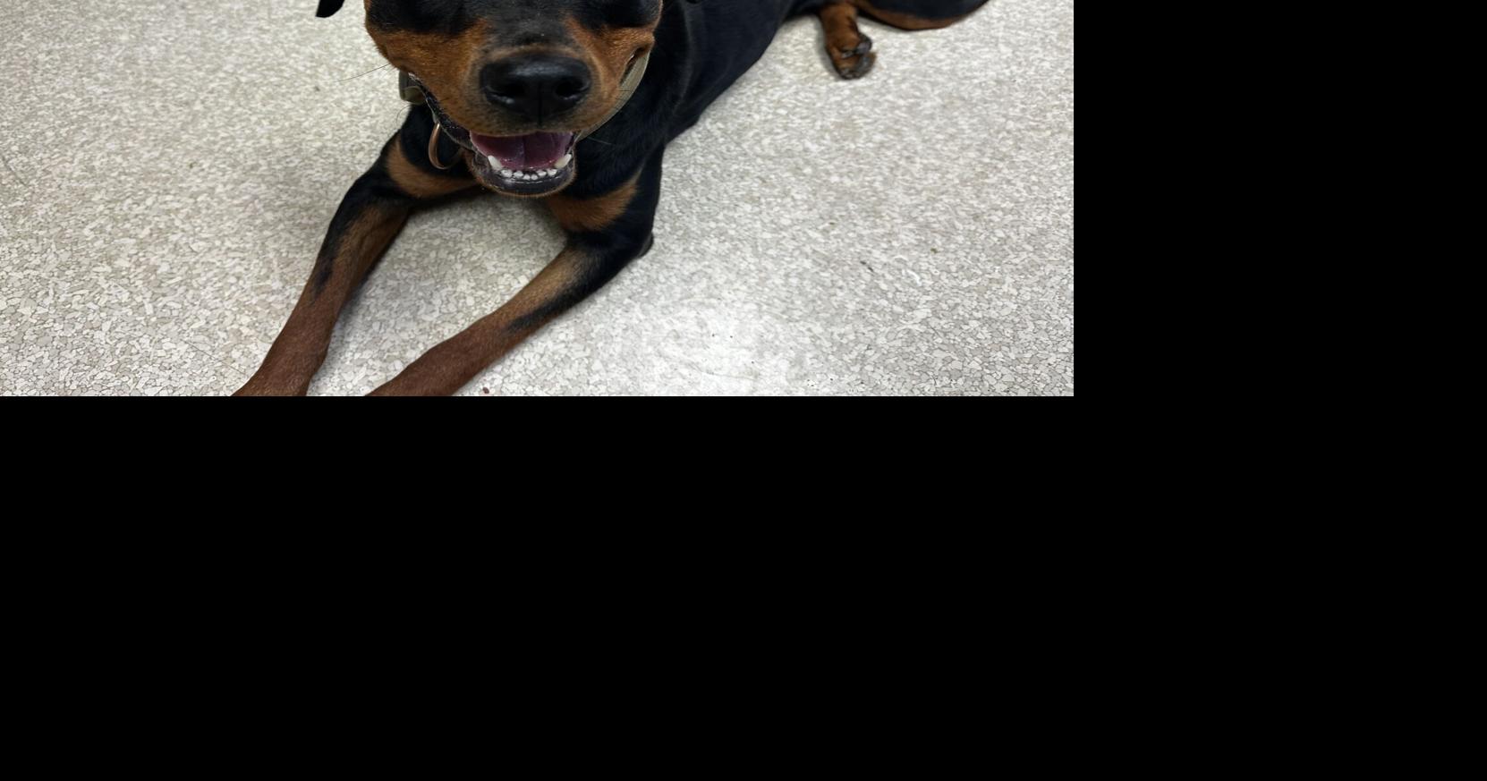 Fur-Ever Home: Meet Madi! | Homepage | starcitytv.com