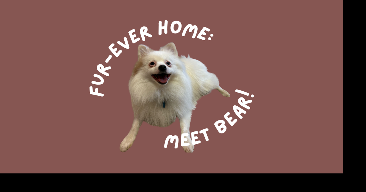 Fur-ever Home: Meet Bear! | Star City Fur-ever Home | starcitytv.com