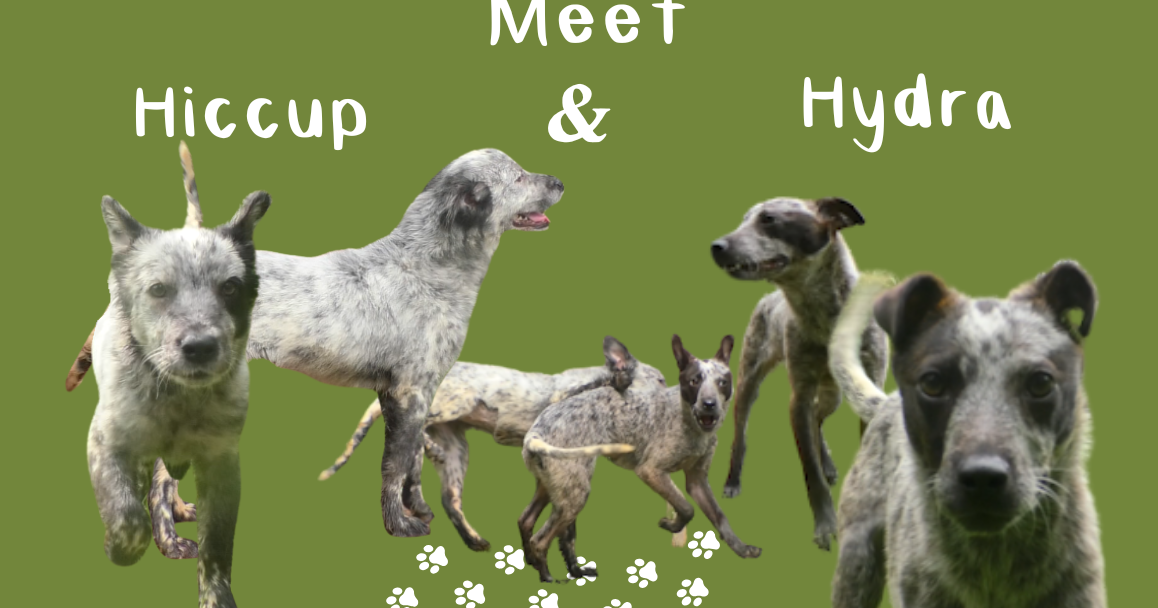 Fur-ever Home: Meet hiccup and Hydra | Star City Fur-ever Home ...