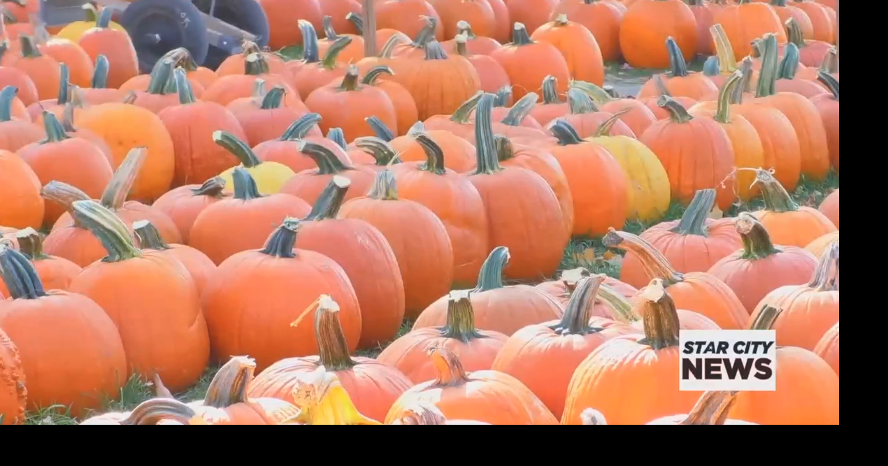 Pumpkin patch pumped up for Halloween sales | Homepage | starcitytv.com