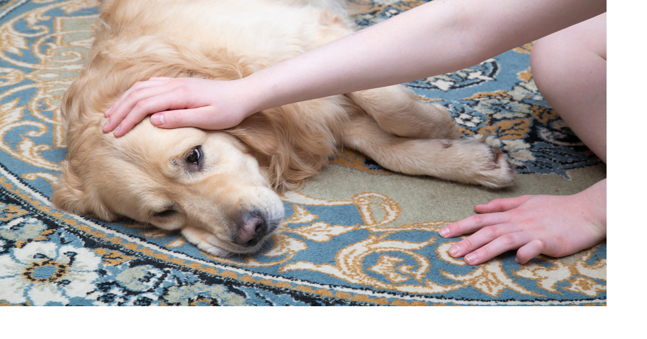Thanksgiving foods to avoid sharing with your dog | Homepage ...