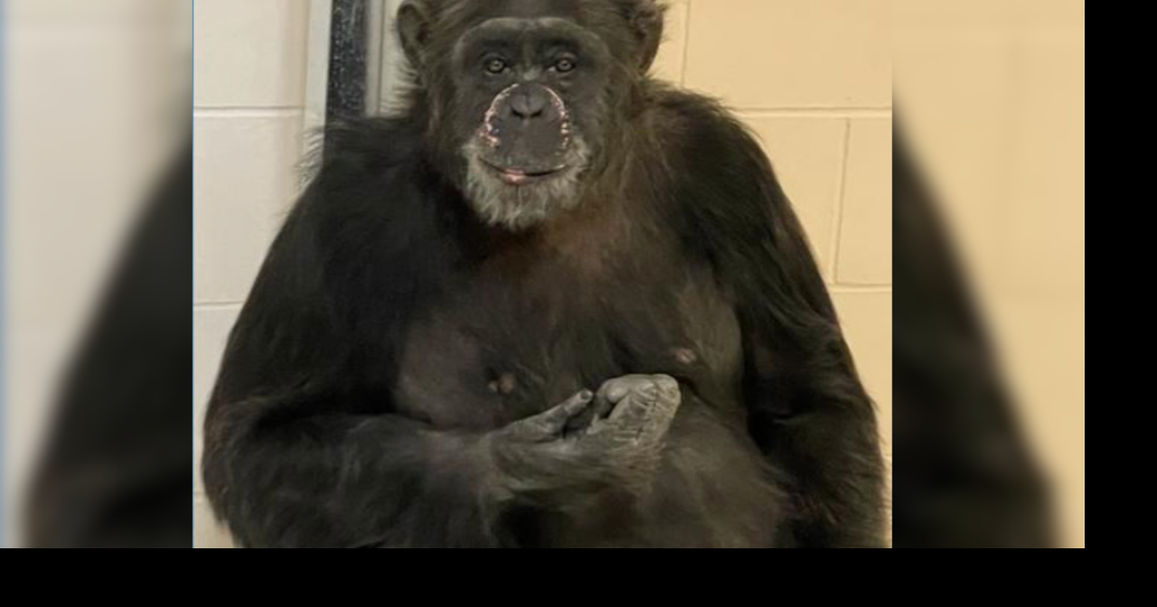 Female chimp escapes Indianapolis Zoo exhibit, returned without injury ...