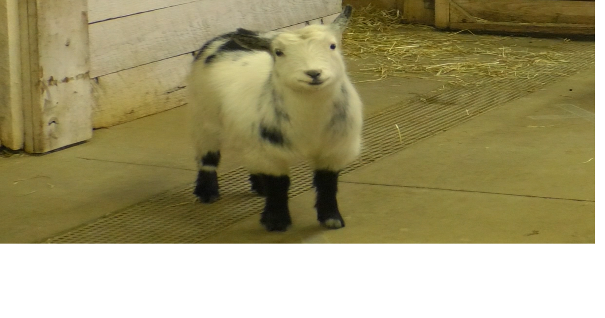 The Columbian Park Zoo isn't kidding around with the cold weather ...