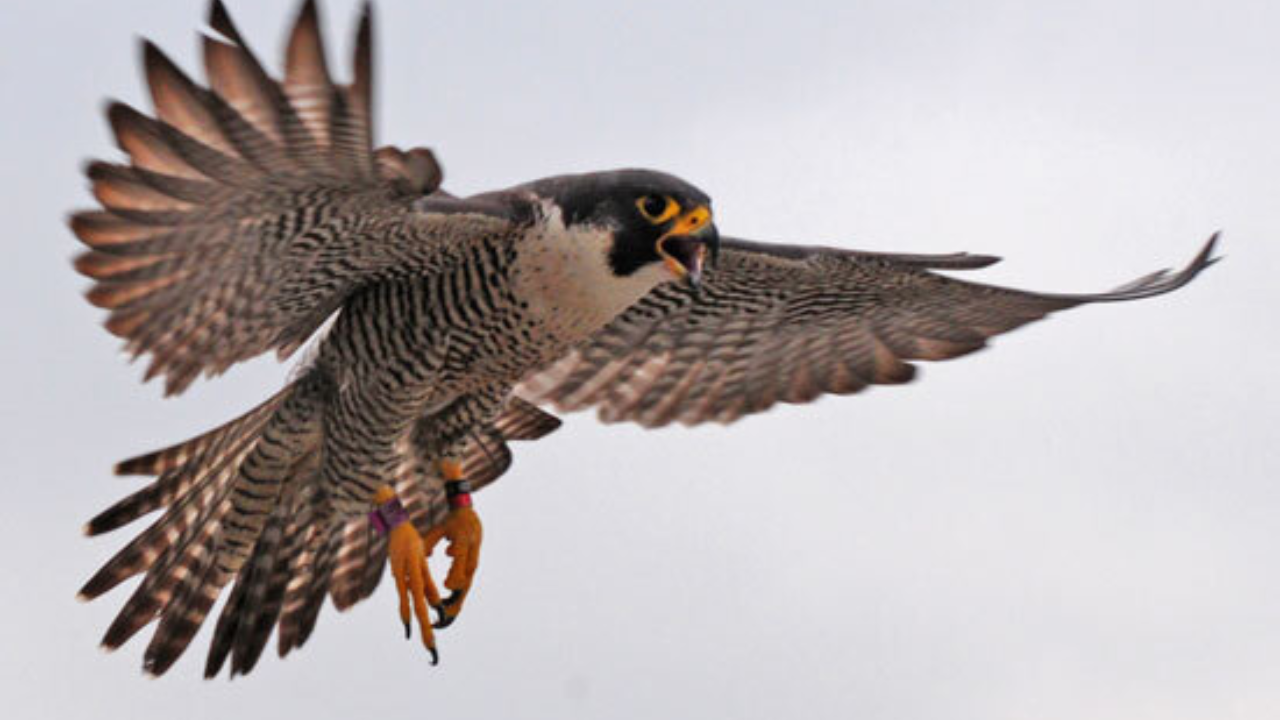 Peregrine falcon family builds nest at Tippecanoe County Courthouse ...