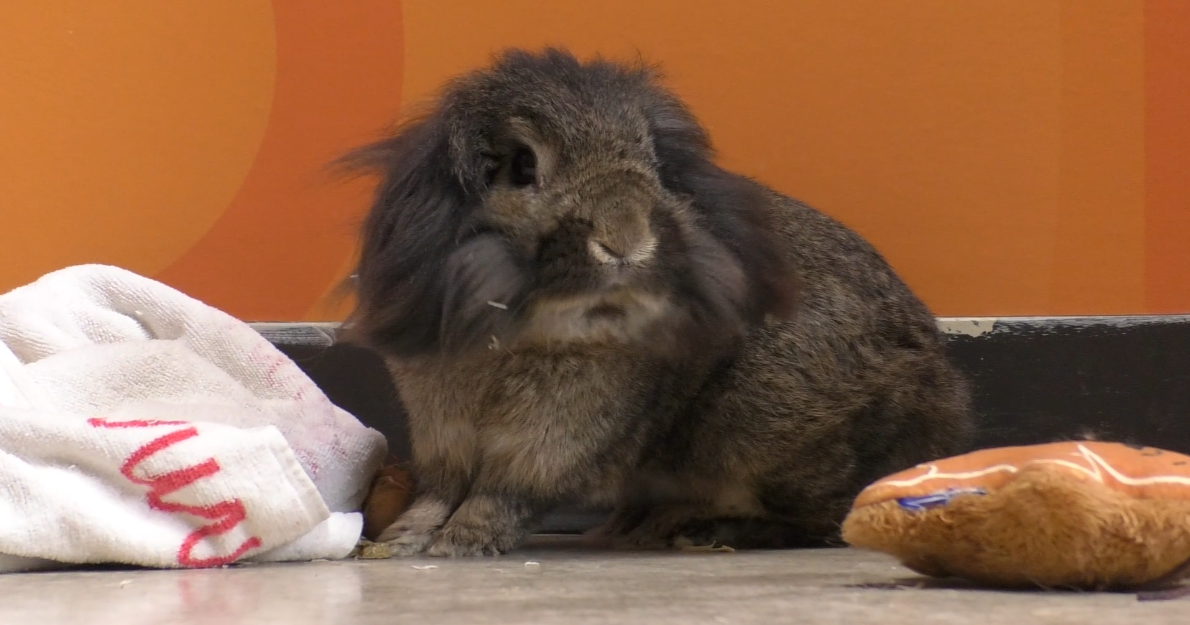 Fur-Ever Home: Meet Thunder | Local & State News | starcitytv.com