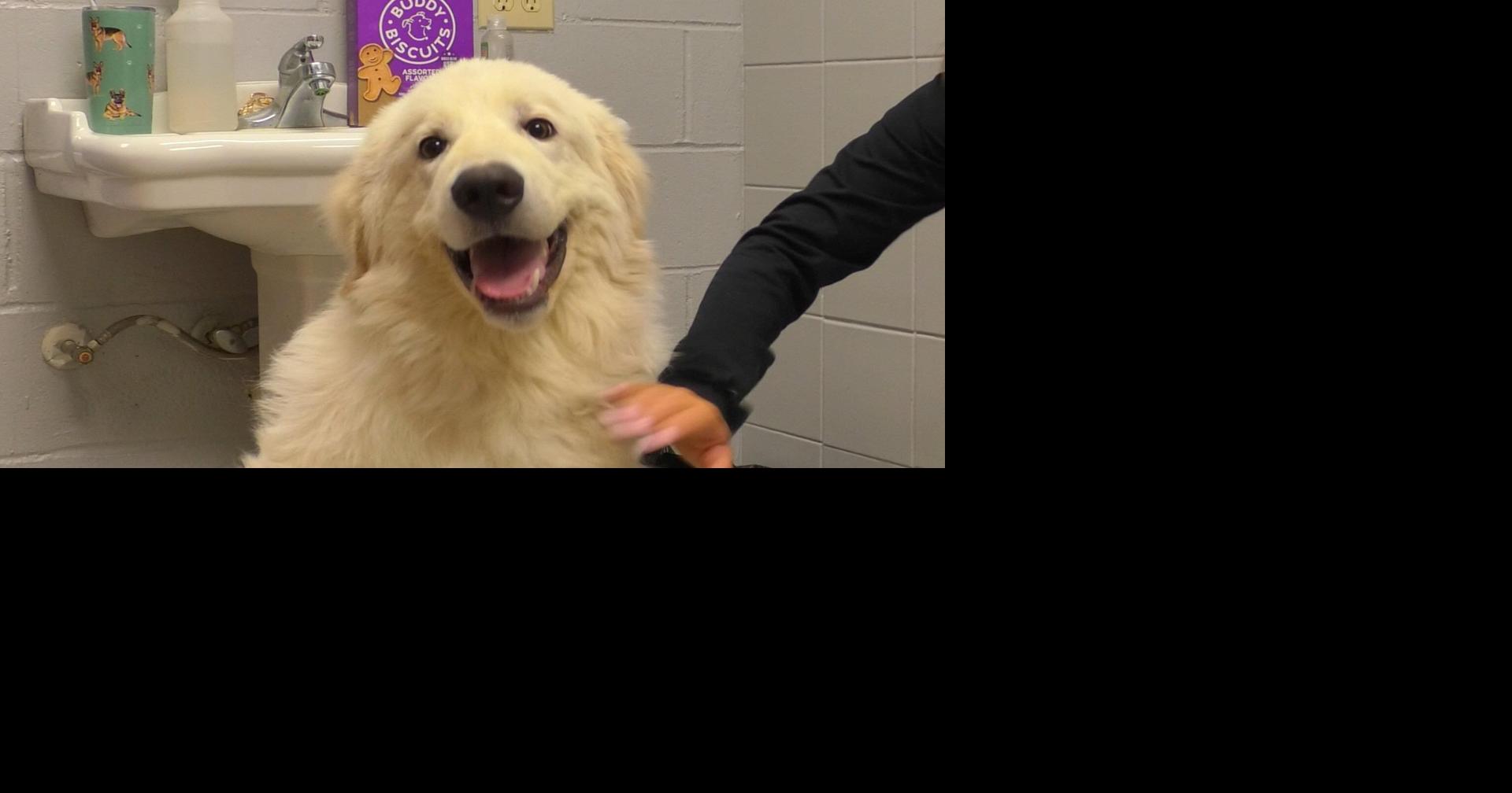 Furever Home: Meet Roogie | Fur Ever Home | starcitytv.com