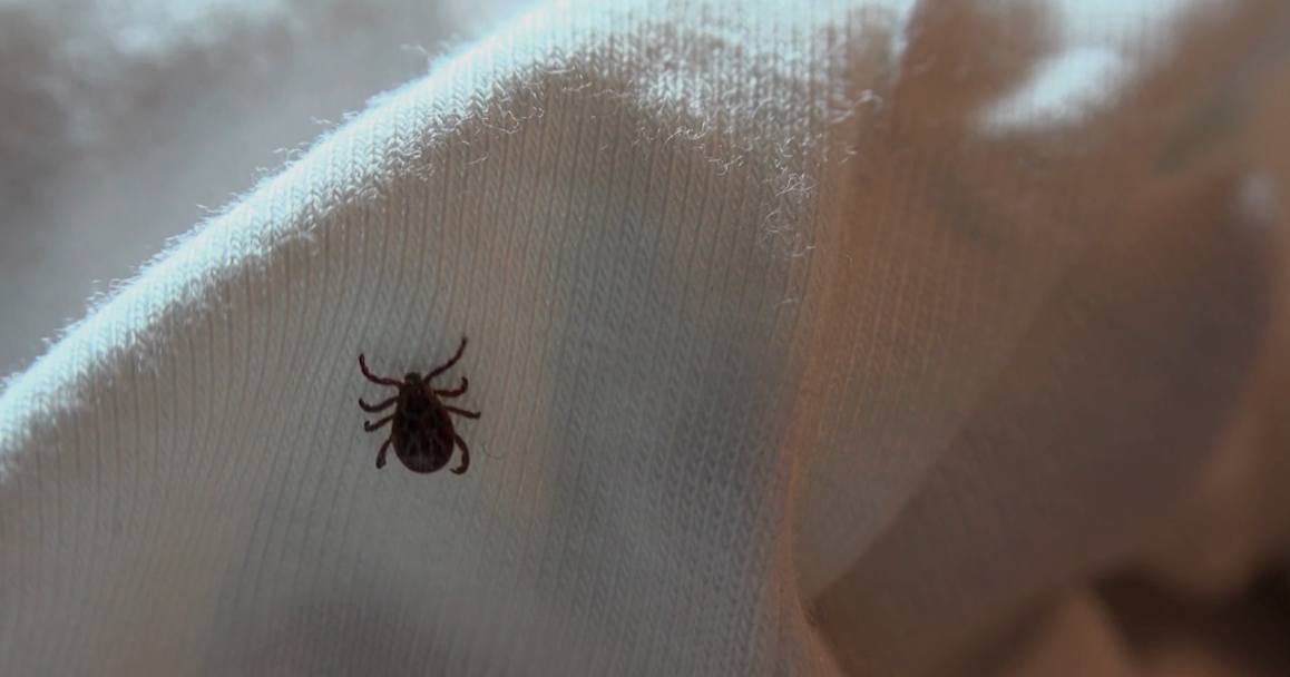 Tick-borne diseases are on the rise as the weather warms up in ...