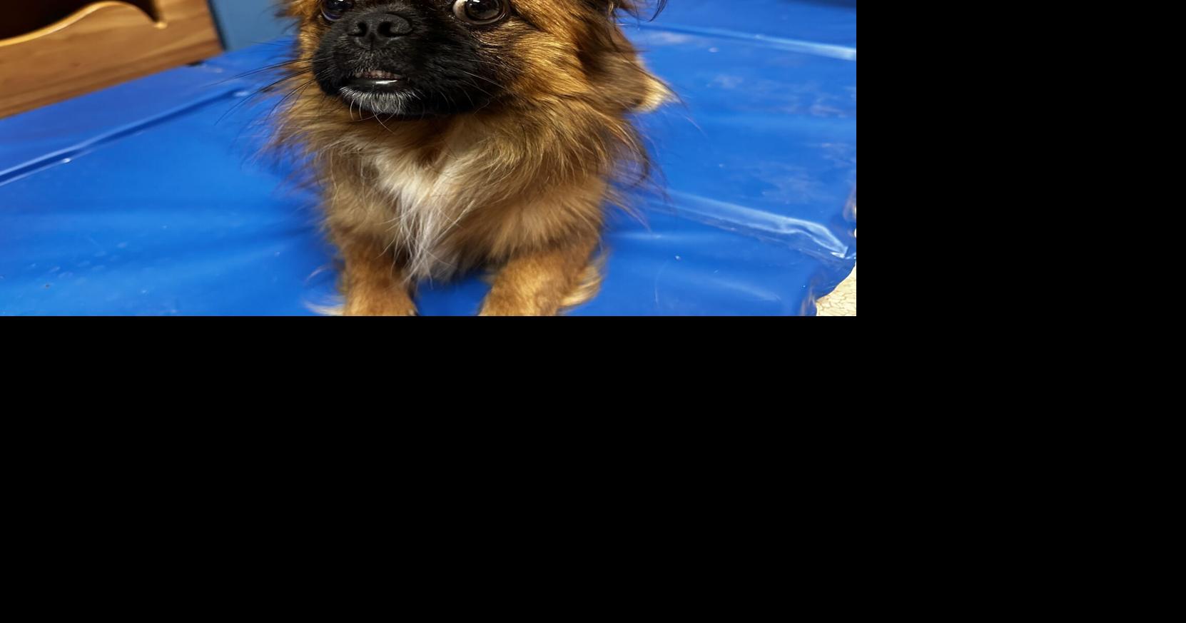 Fur-Ever Home: Meet Gilbert! | Homepage | starcitytv.com