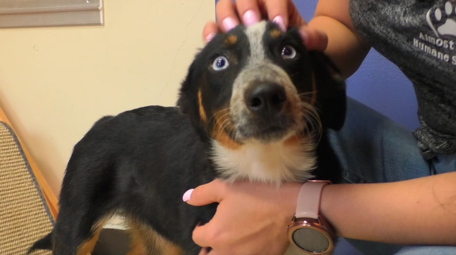 PHOTOS: Meet Gooseberry | | starcitytv.com