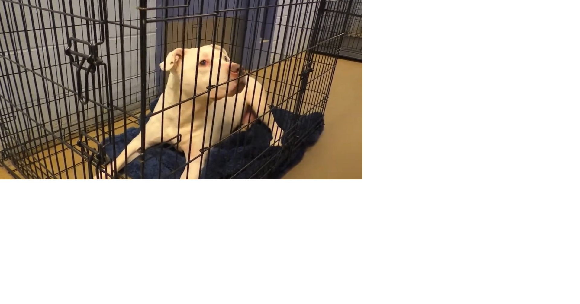 Free dog adoptions at Almost Home Humane Society | Homepage ...