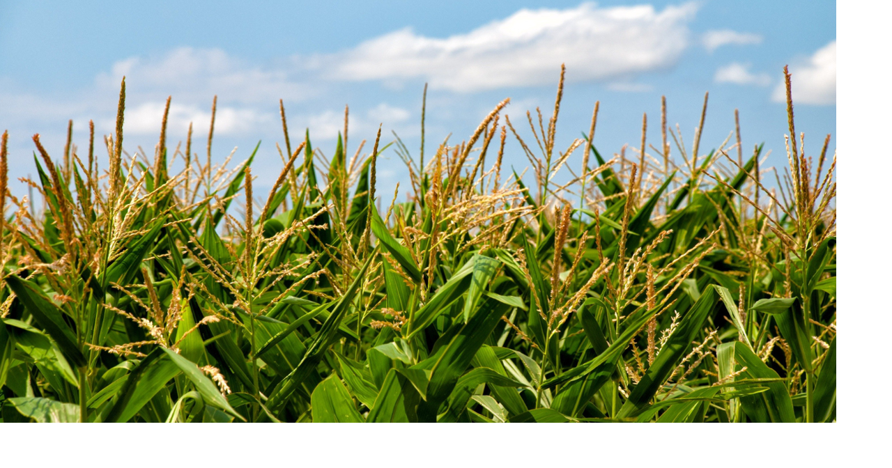 Exploration Acres' bicentennial-themed corn maze opens for the season ...