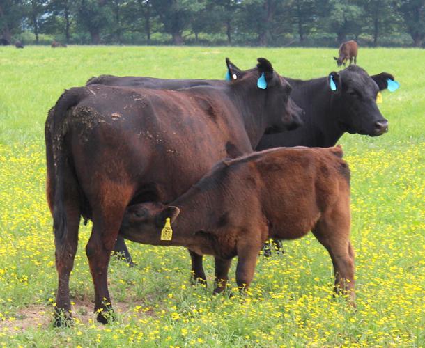 VFW hosts Perry Point veterans for tour of WyeREC Angus farm | Life ...