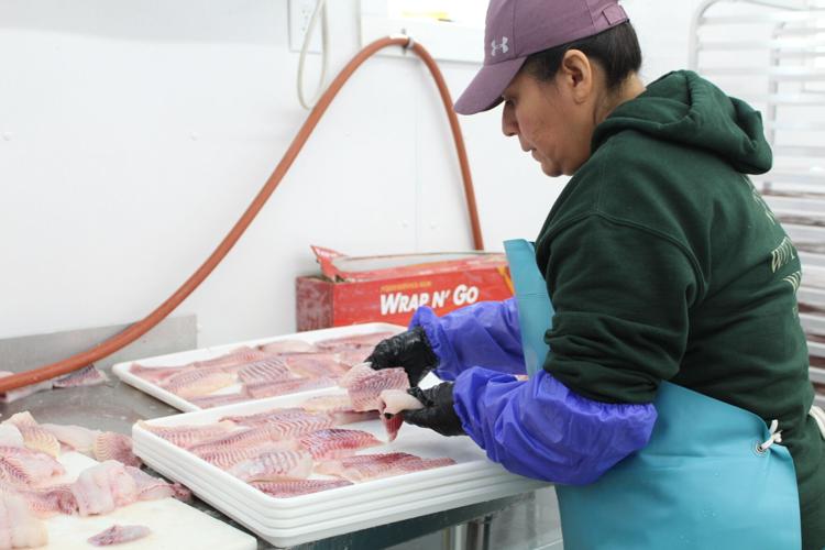 Nick Hargrove keeps busy as the only Shore blue catfish processor ...