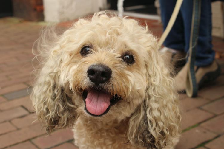 The furry joined the fowl at the Festival | Waterfowl Festival ...