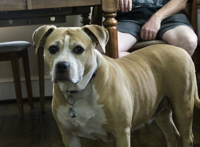 Sheeba returns home: Easton community comes together to locate lost pit ...