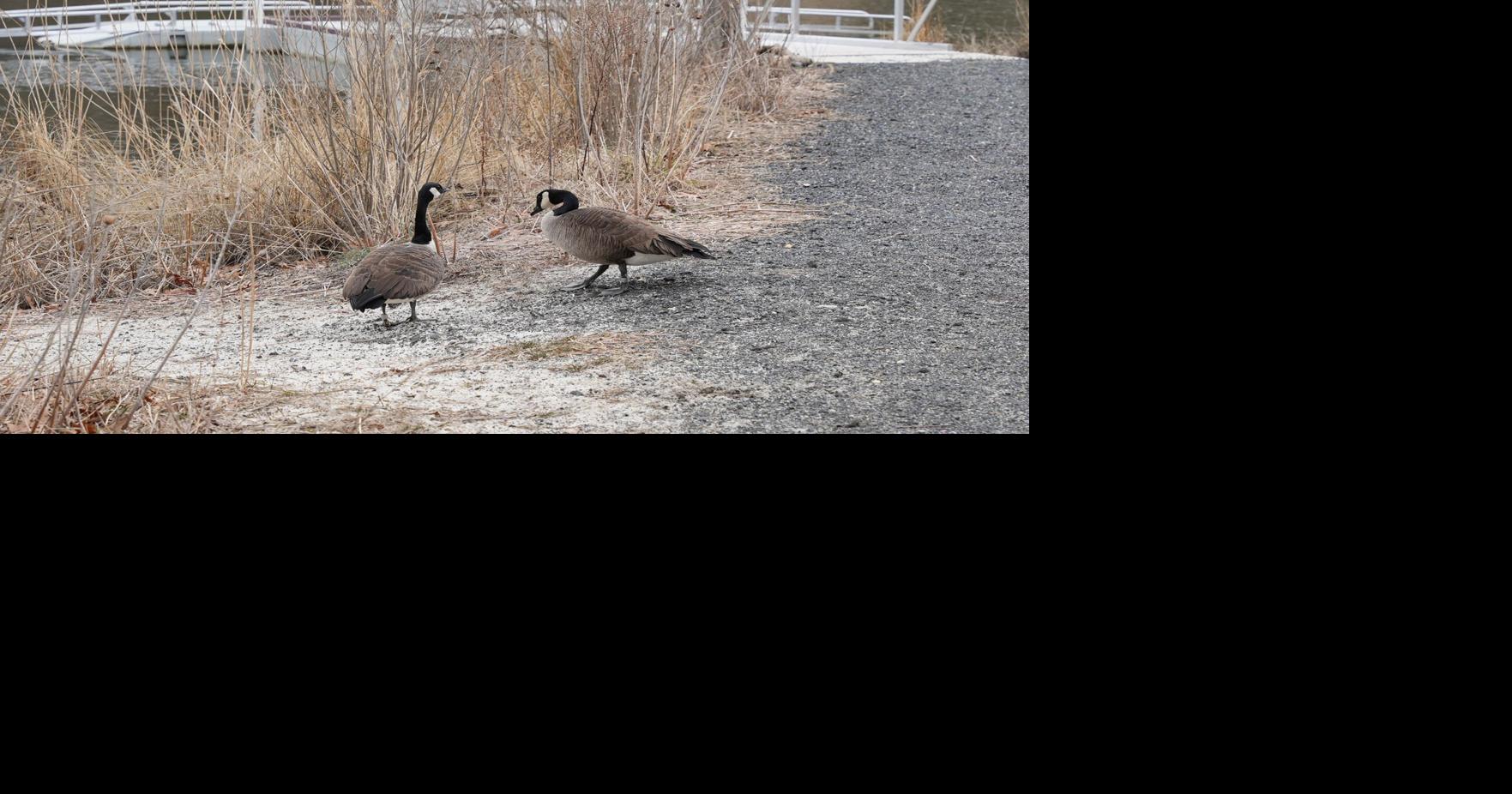 Crews continue to keep eye on Bay Street Ponds after fuel spill | Local ...