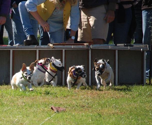 Annual Jack Russell Races to be held Oct. 19 | Life | stardem.com